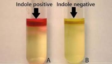 Indole you need to know about the additional information - Maxmedchem